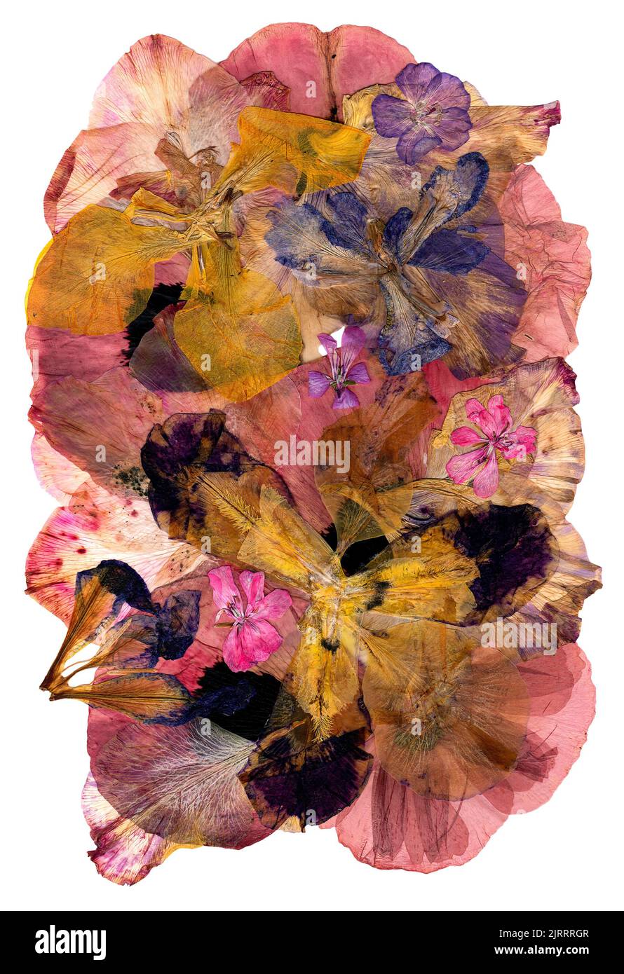 motley multicolored applique of dried pressed iris flowers Stock Photo ...