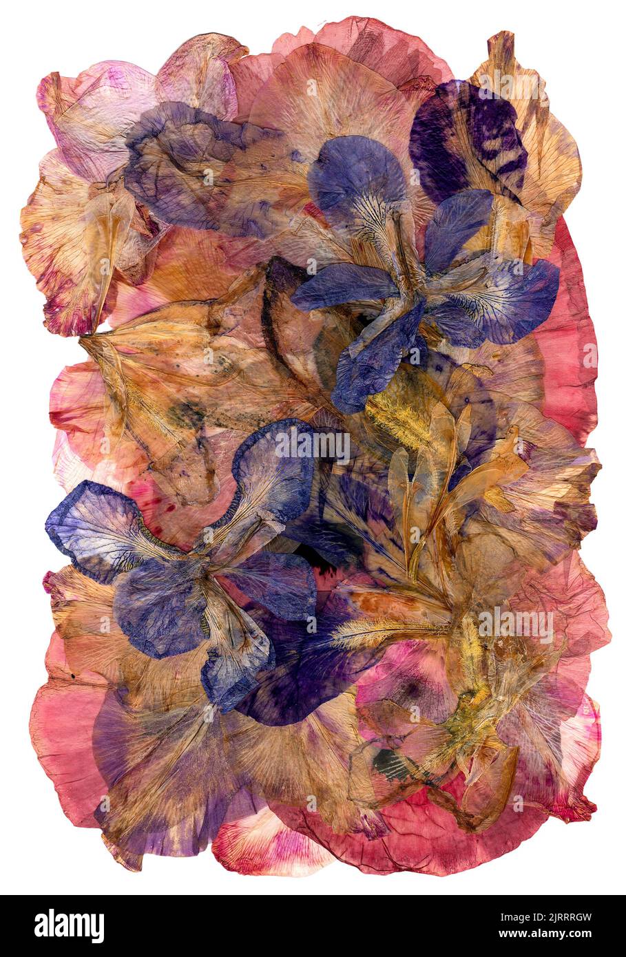 motley multicolored applique of dried pressed iris flowers Stock Photo ...