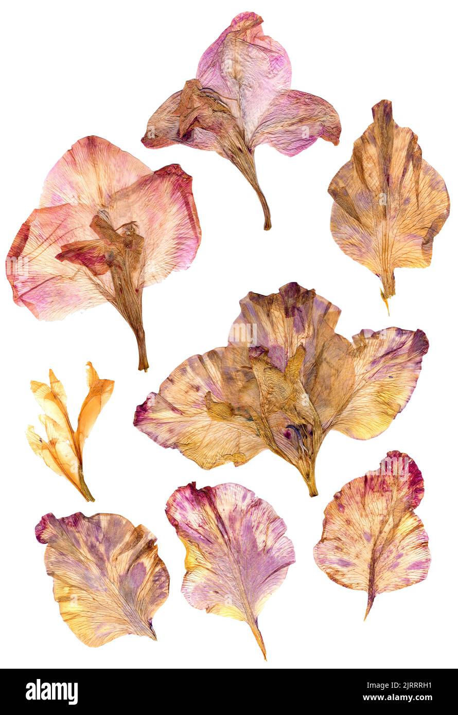 Dry, pressed gladiolus flowers delicate petals isolated Stock Photo - Alamy