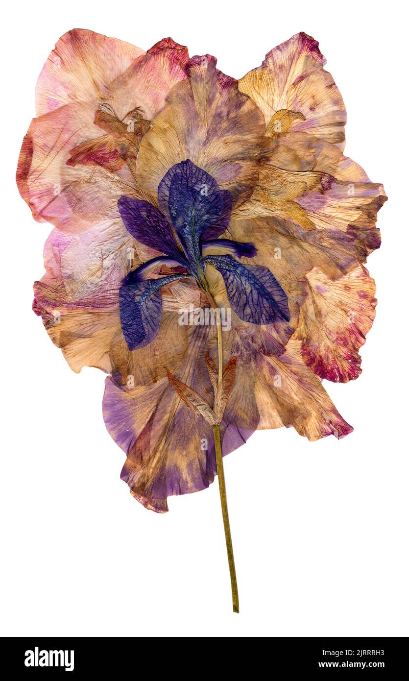 Motley multicolored applique clearing of dried pressed iris flowers ...