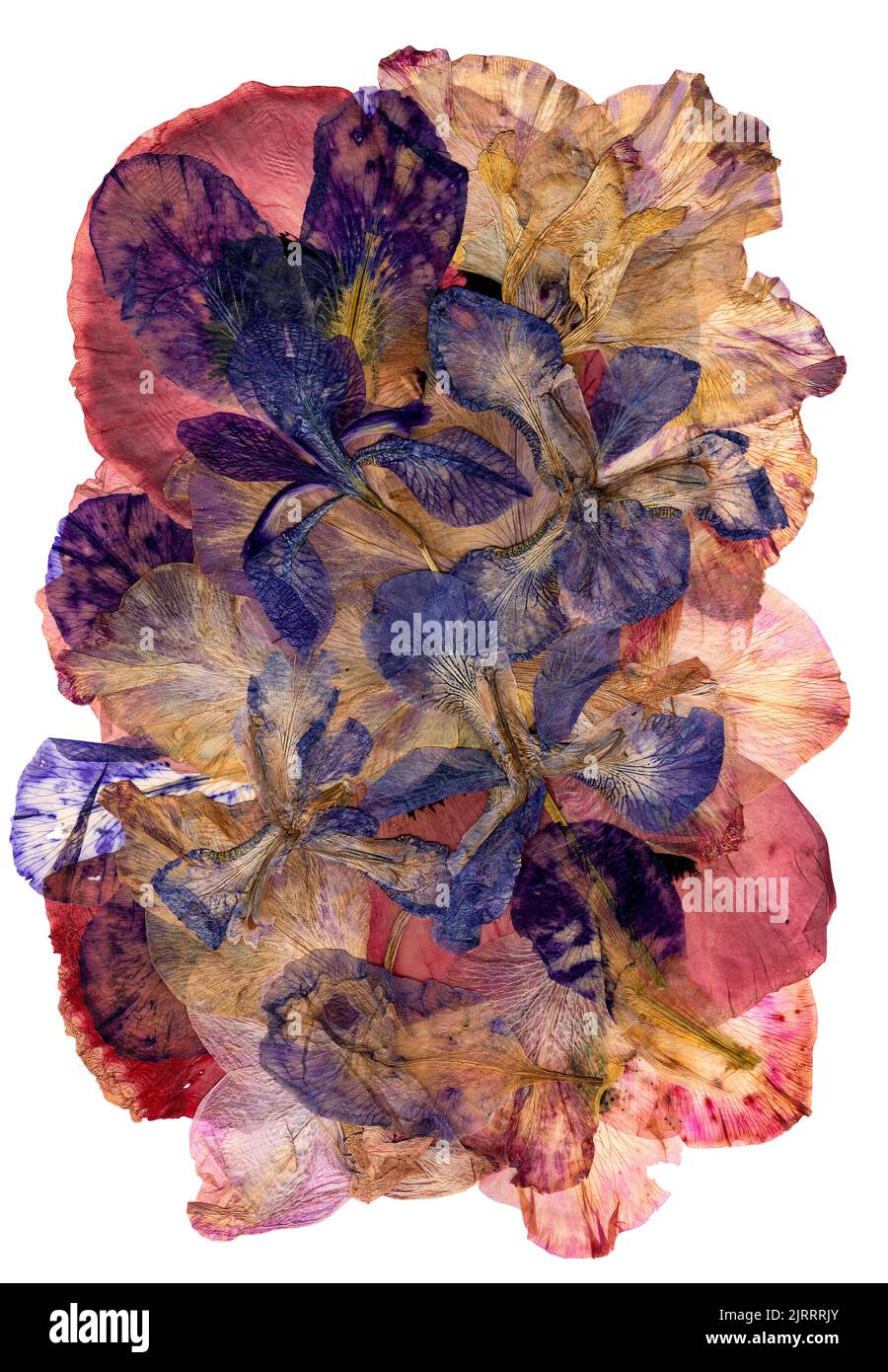 Motley multicolored applique clearing of dried pressed iris flowers ...