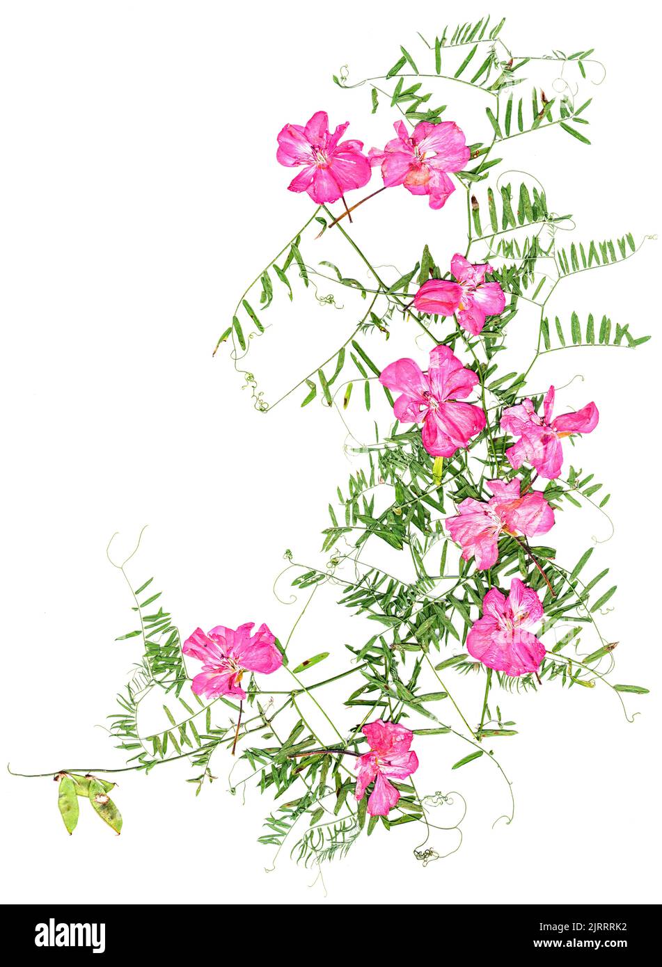 application, a bouquet of dried pressing bright pink geranium flowers ...
