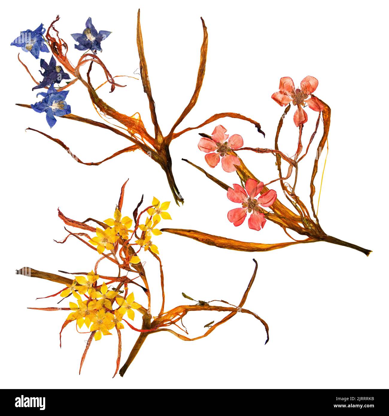 application bouquet of dry bizarre lily petals and pressed multicolor ...