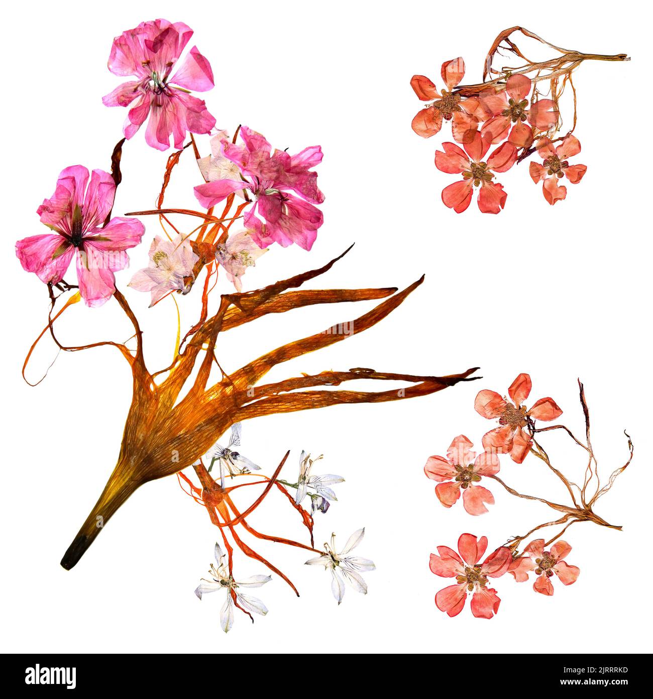 application bouquet of dry bizarre lily petals and pressed multicolor ...