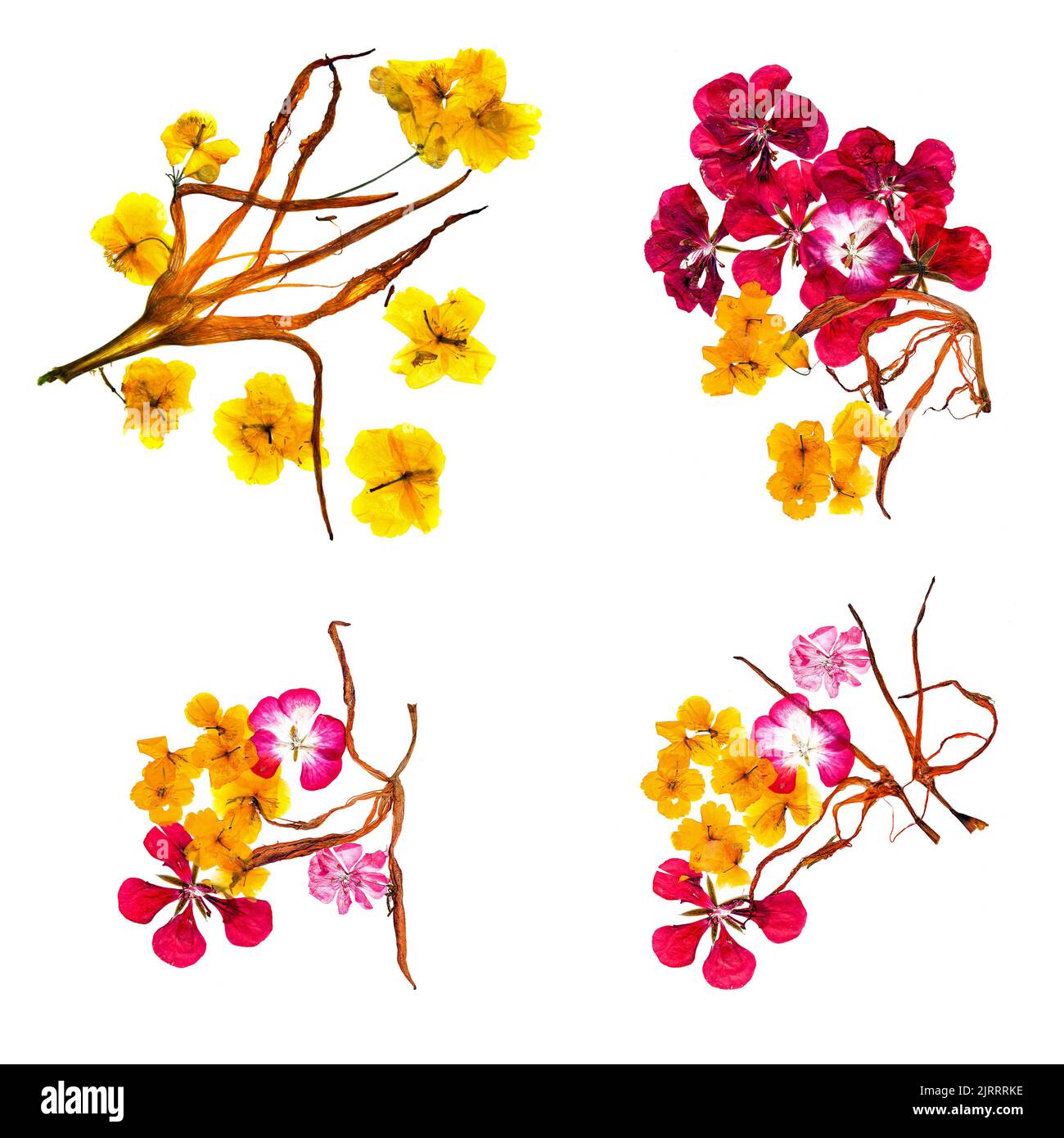 application bouquet of dry bizarre lily petals and pressed multicolor ...