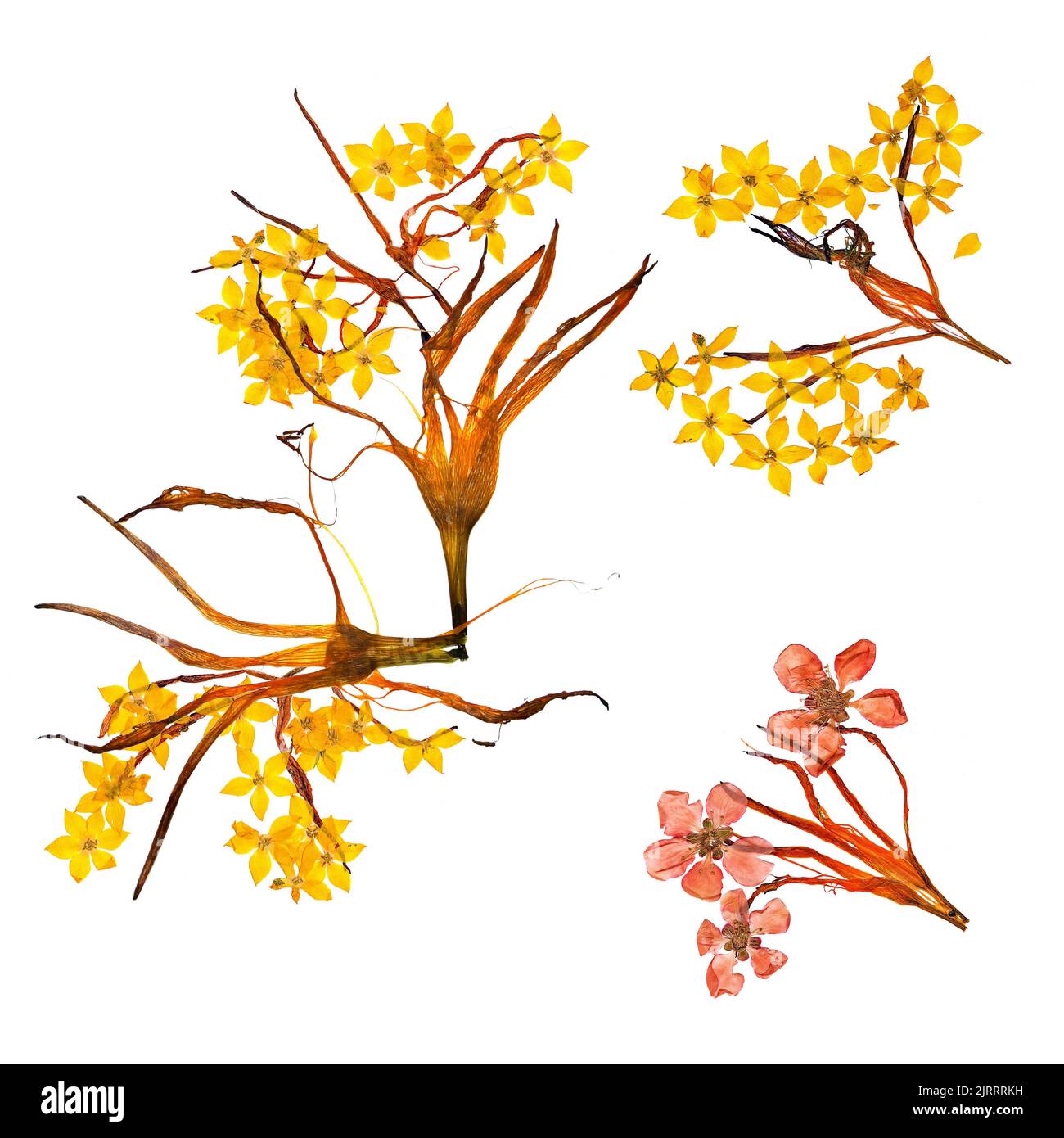 application bouquet of dry bizarre lily petals and pressed multicolor ...