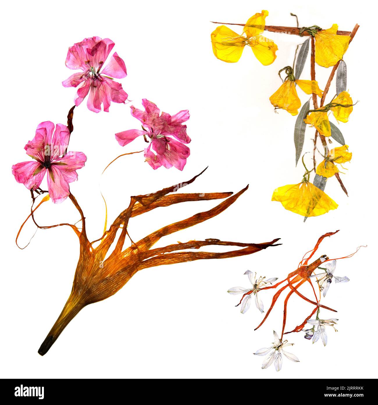 application bouquet of dry bizarre lily petals and pressed multicolor ...