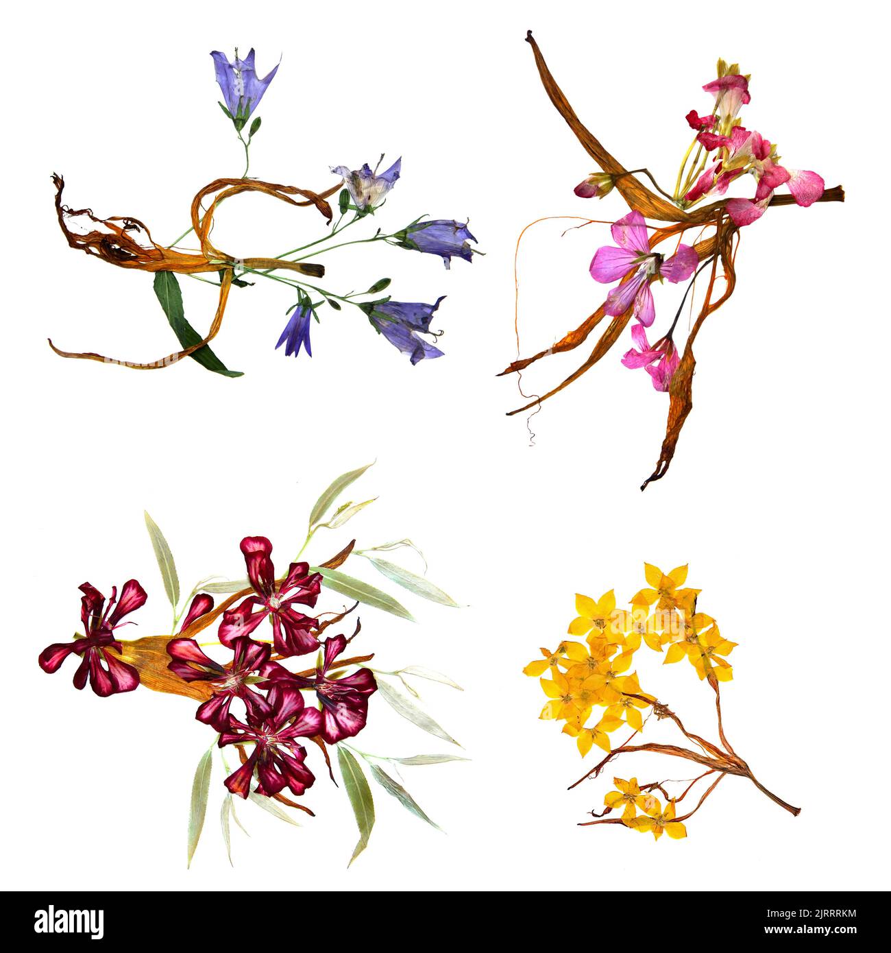 application bouquet of dry bizarre lily petals and pressed multicolor ...