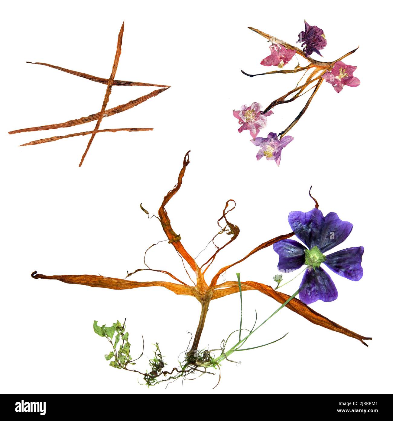 application bouquet of dry bizarre lily petals and pressed multicolor ...