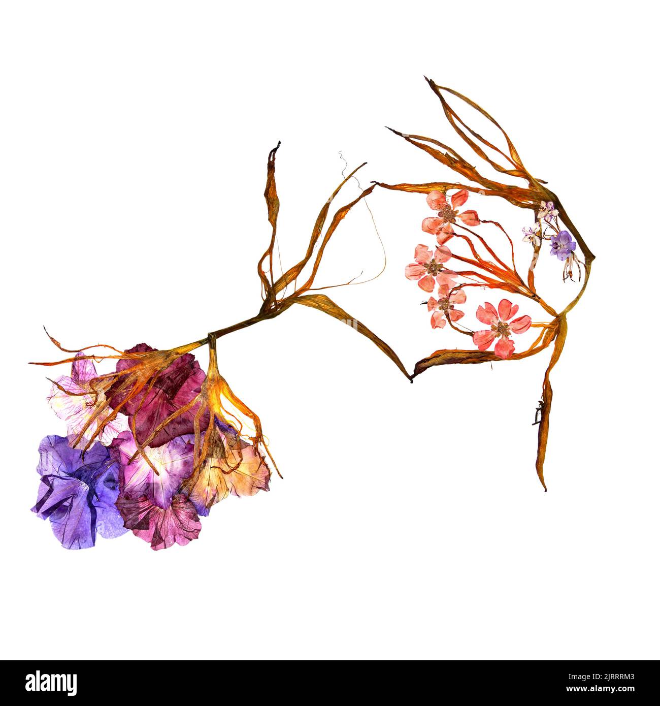 application bouquet of dry bizarre lily petals and pressed multicolor ...