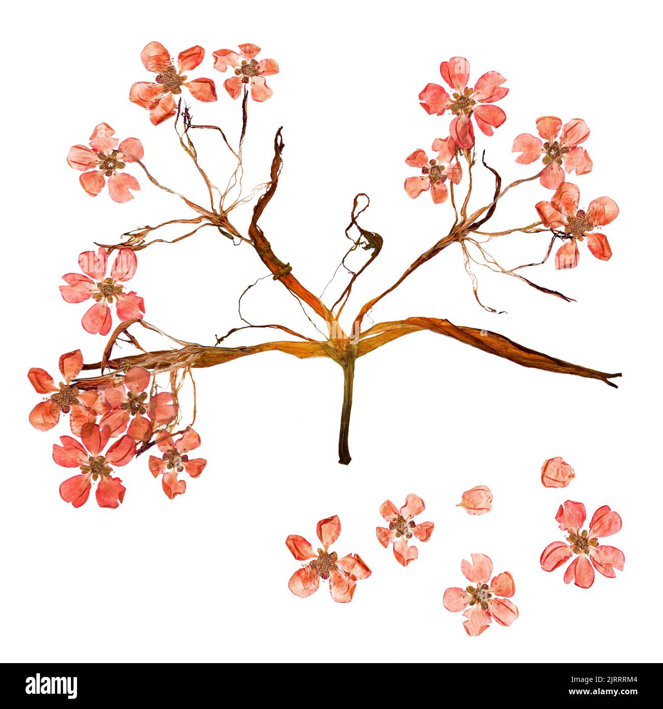 application bouquet of dry bizarre lily petals and pressed multicolor ...