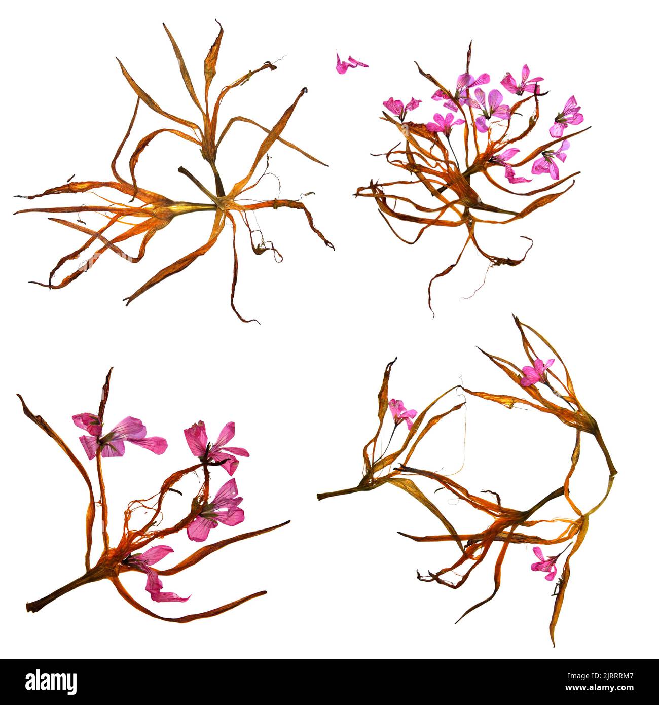 application bouquet of dry bizarre lily petals and pressed multicolor ...