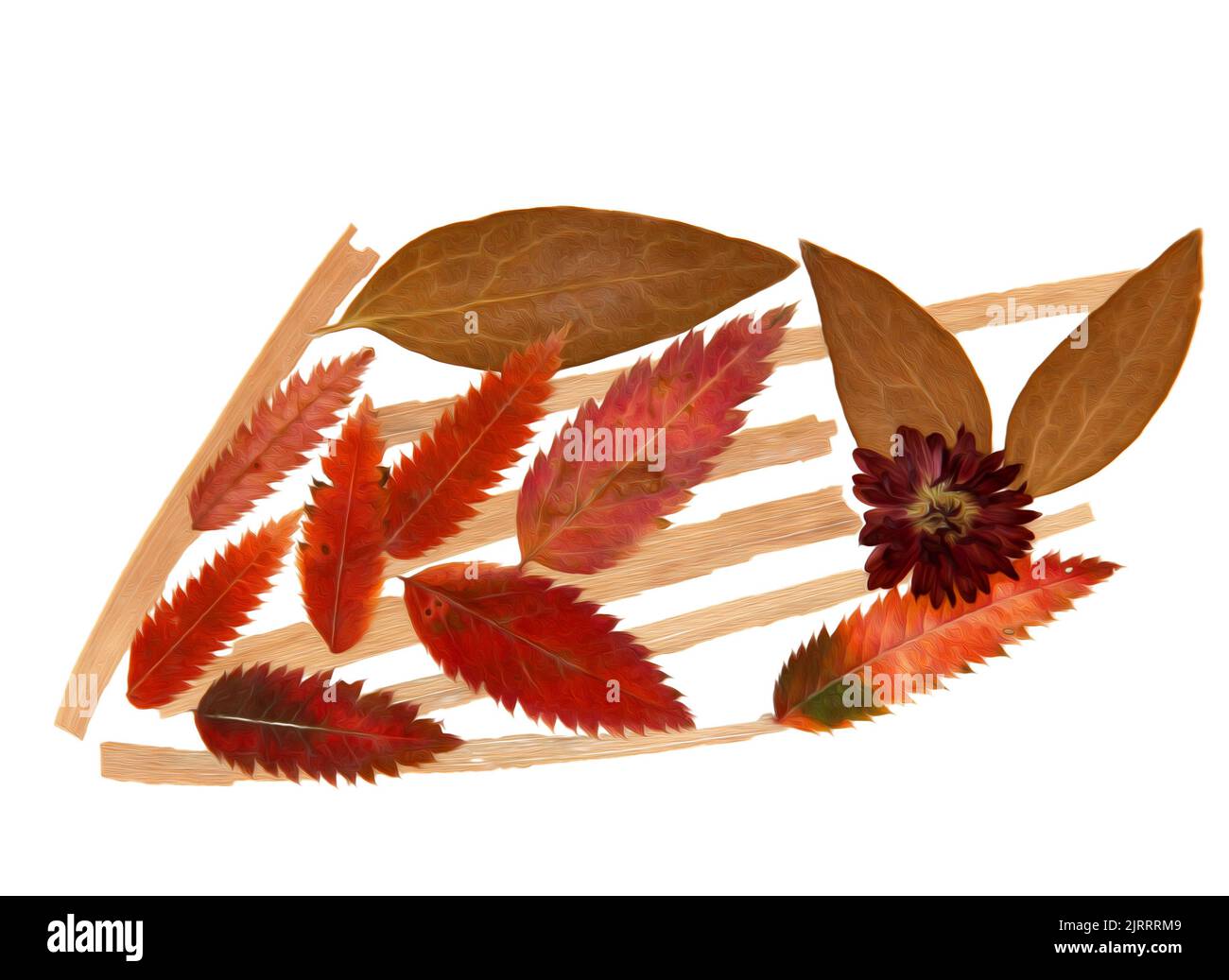 dried corn leaves arrow, roughage autumn fall leaf, wooden planks ...