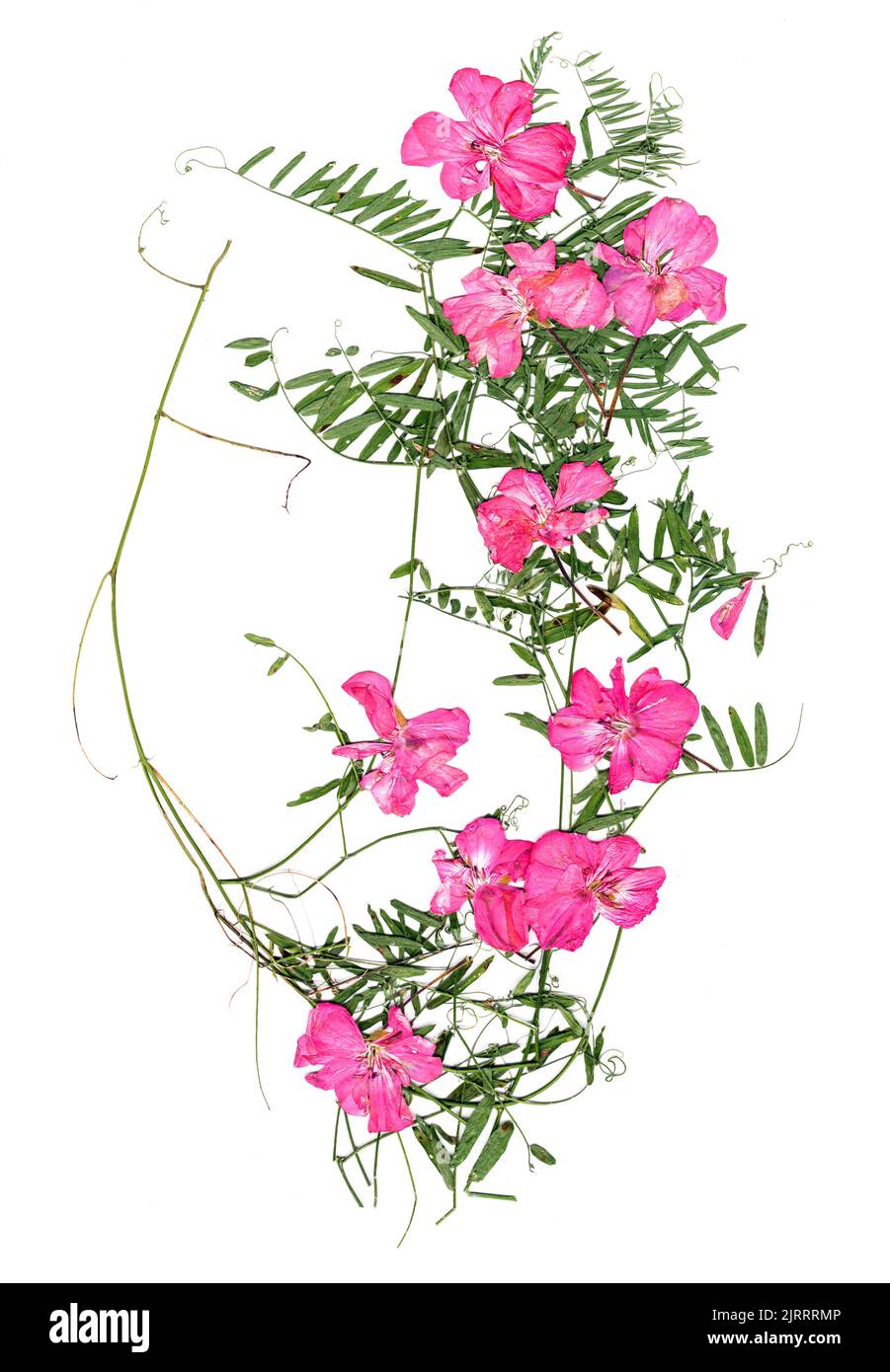 application, a bouquet of dried pressing bright pink geranium flowers ...