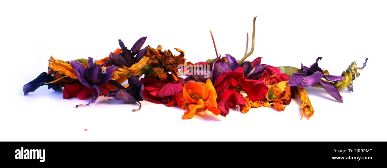 geranium, petunia, dry delicate flowers, leaves and petals of pressed ...