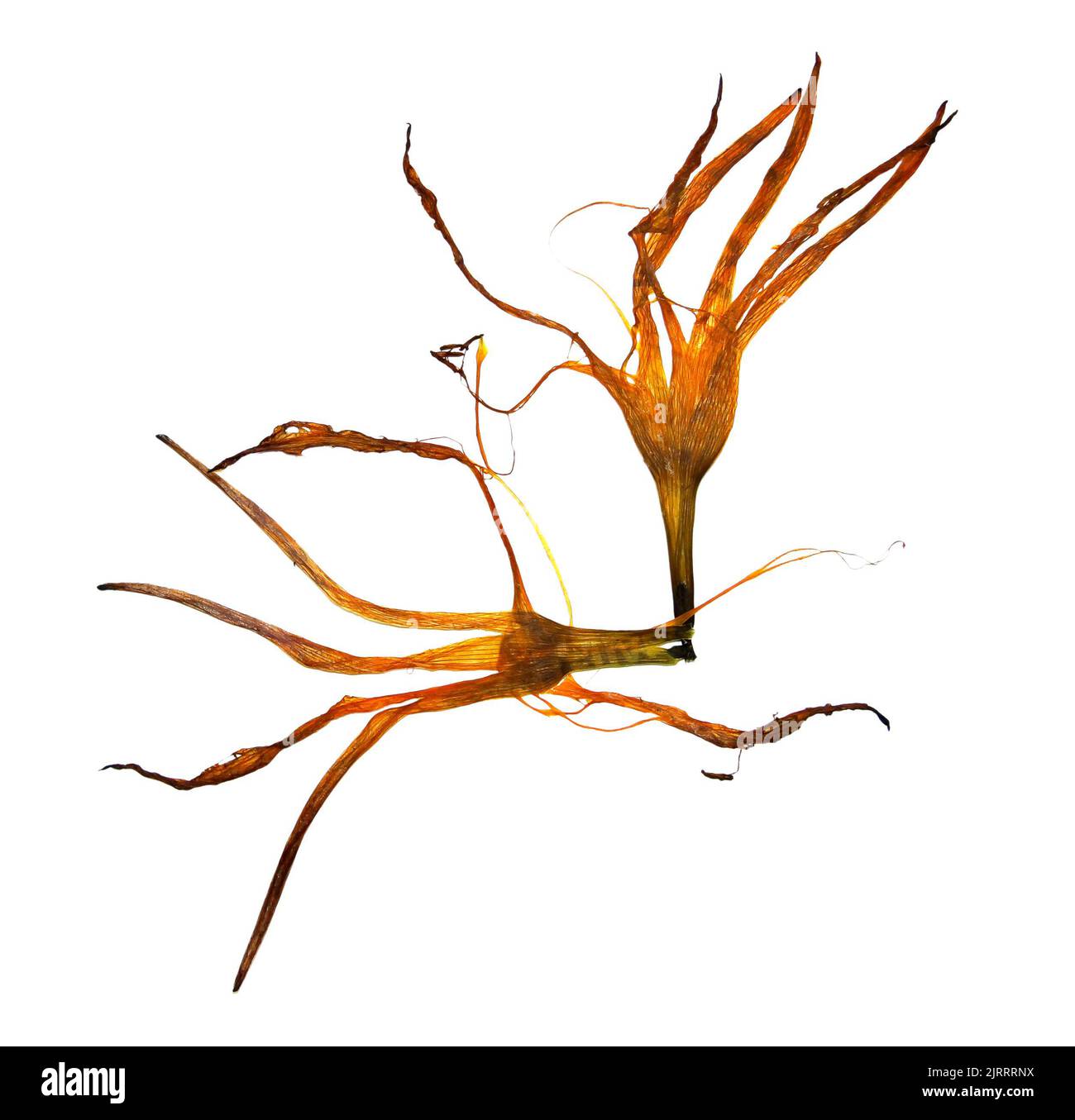 bizarre curved extruded dried lily petals Stock Photo - Alamy