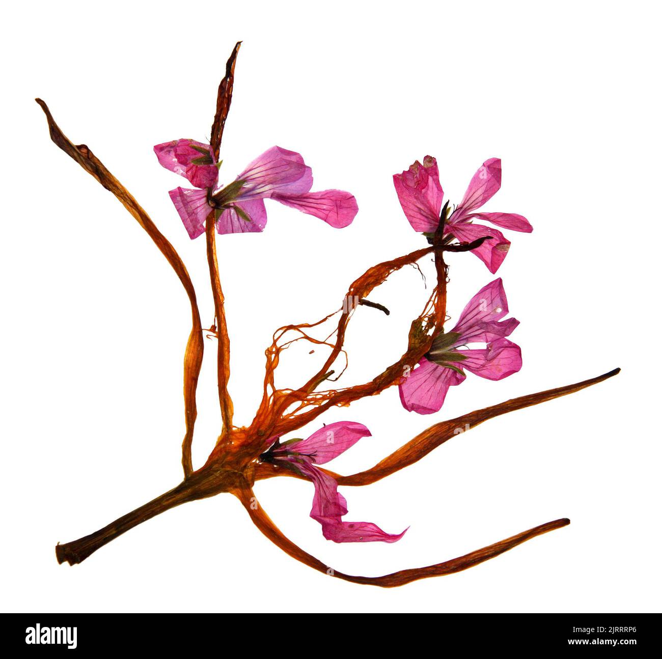 Dried lily petals and pressed flowers geraniums Stock Photo - Alamy