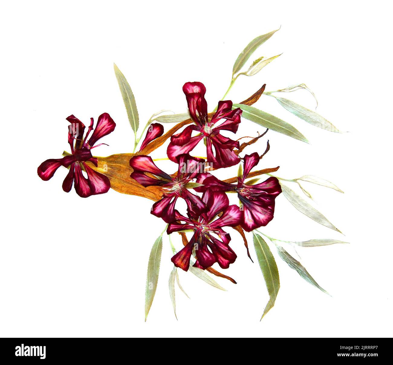 bizarre curved extruded dried lily petals. Pressed silver willow leaves ...