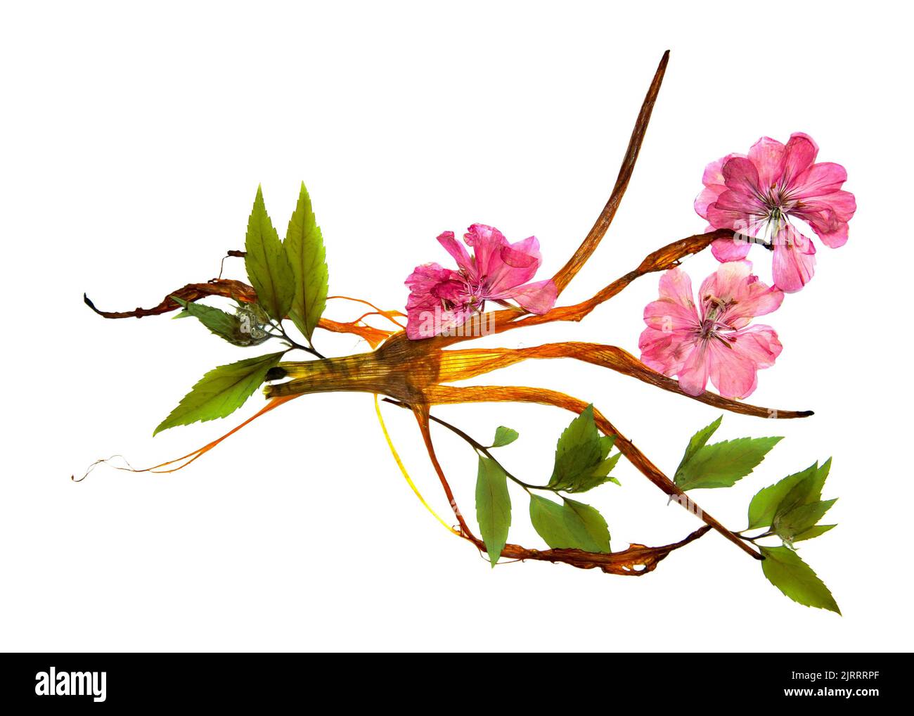 bizarre curved extruded dried lily petals. pressed delicate flower ...