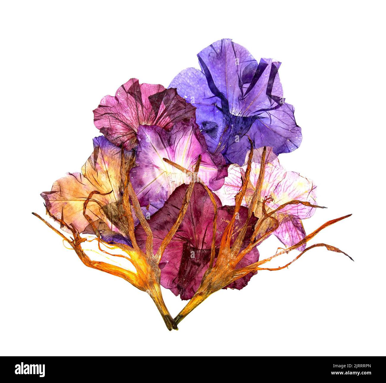 bizarre curved extruded dried lily petals. Petunia flower blue violet ...