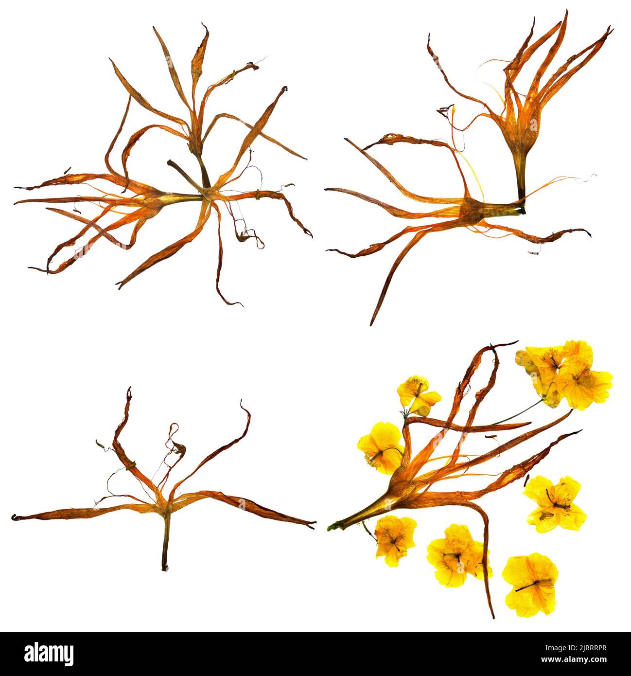 bizarre curved extruded dried lily petals and pressed delicate flower ...