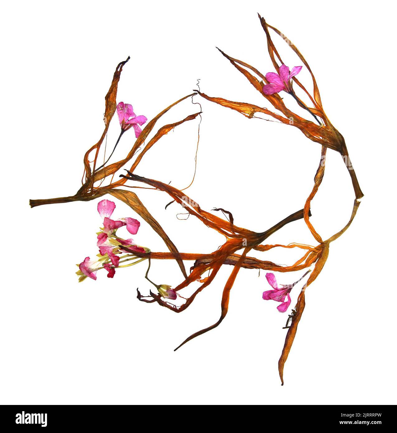 Dried lily petals and pressed flowers geraniums Stock Photo - Alamy