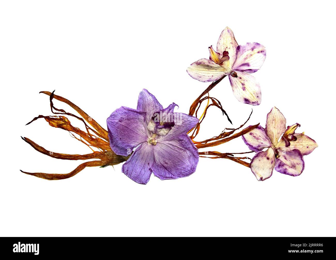bizarre curved extruded dried lily petals. Pressed pink orchid flower ...