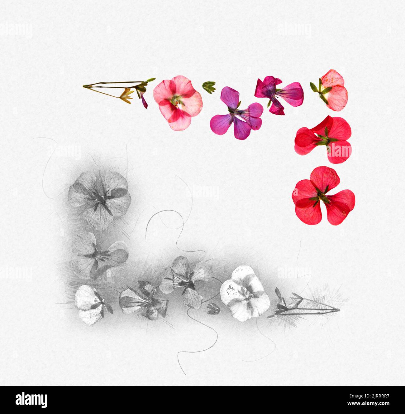 red pink brown geranium perspective, dry delicate flowers and petals of ...