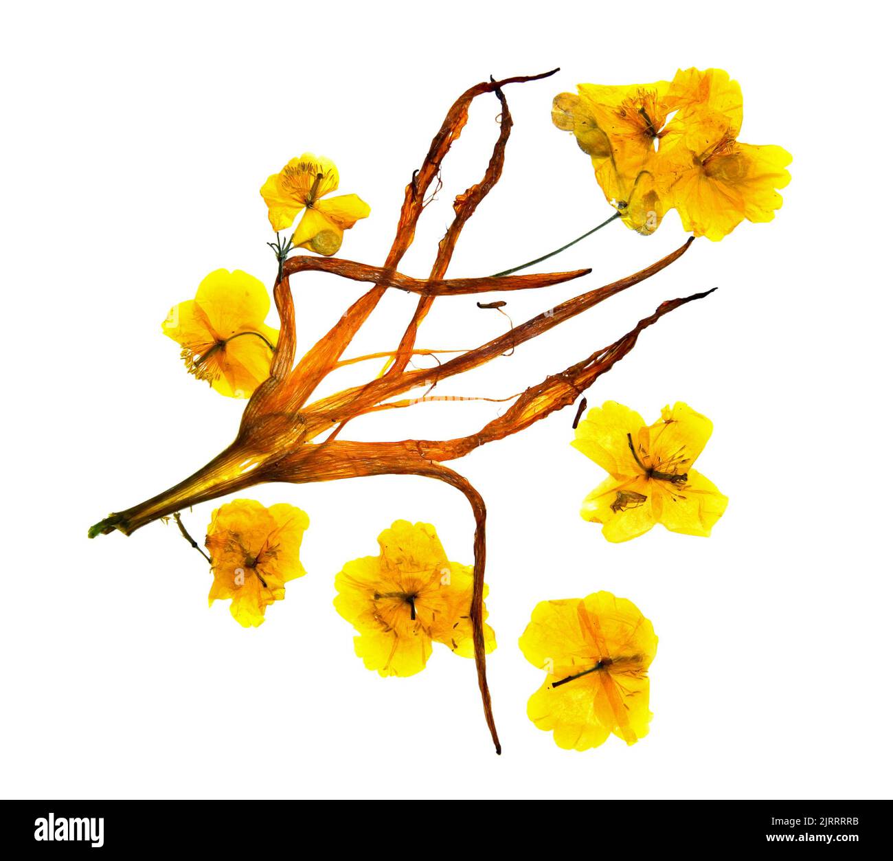 bizarre curved extruded dried lily petals. Flower yellow celandine ...
