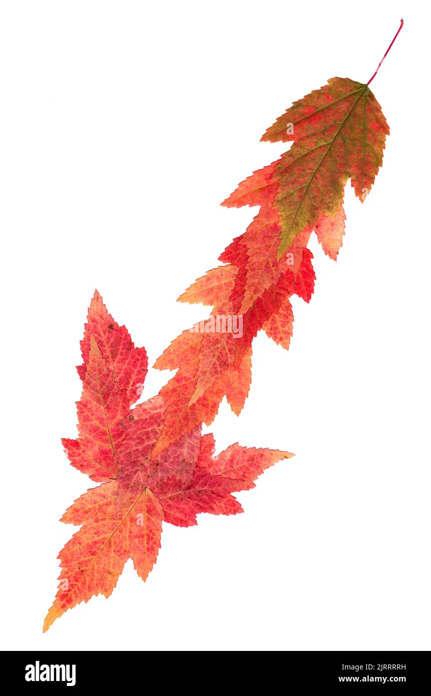 Isolated line multicolor arrows, collection of elements application of ...