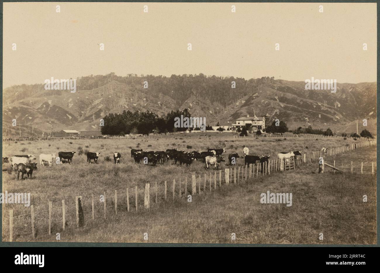 Cows in a paddock from the album hi-res stock photography and images ...