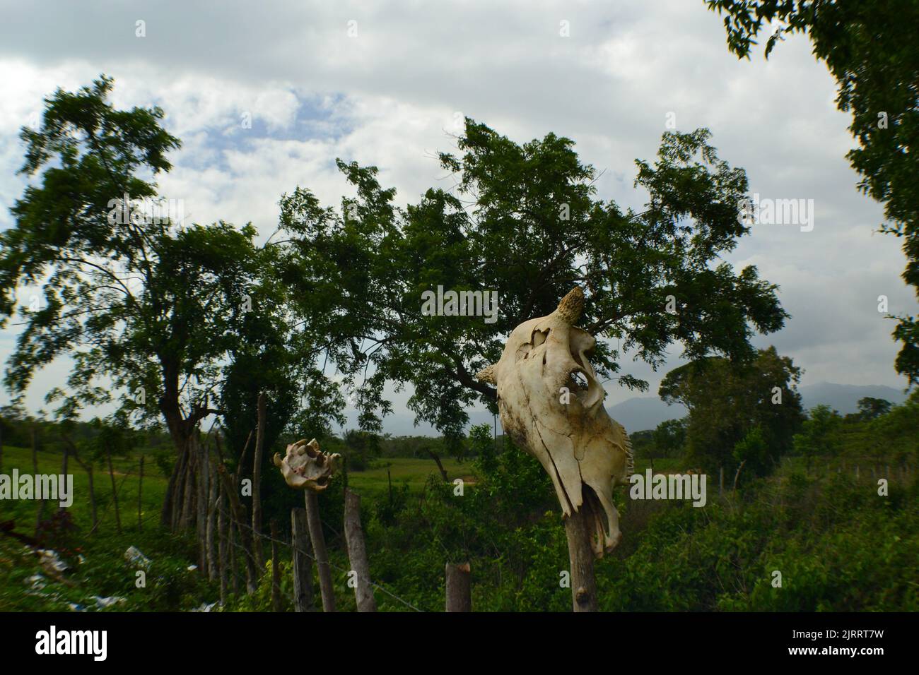 Skeleton surrounded hi-res stock photography and images - Alamy