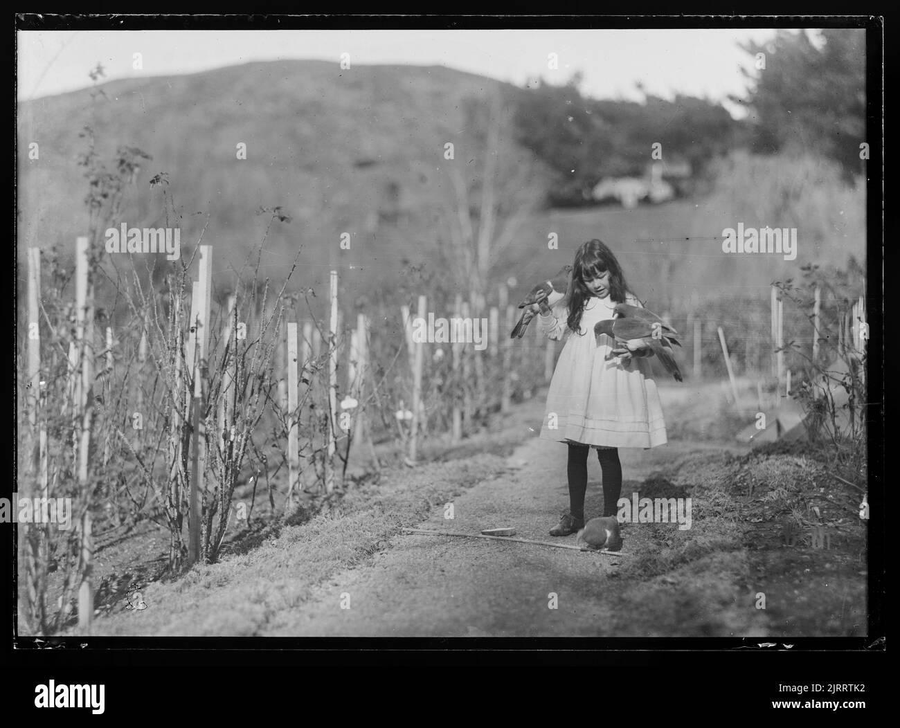 Girl with kerer, Tutira Estate, 1909, Hawke's Bay, by Herbert Guthrie ...