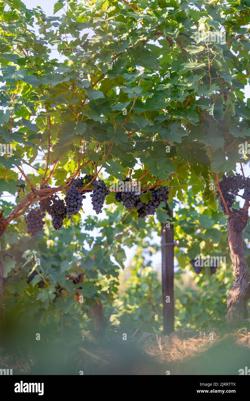 Red grapes hanging on the vines ready for harvest in September Stock ...