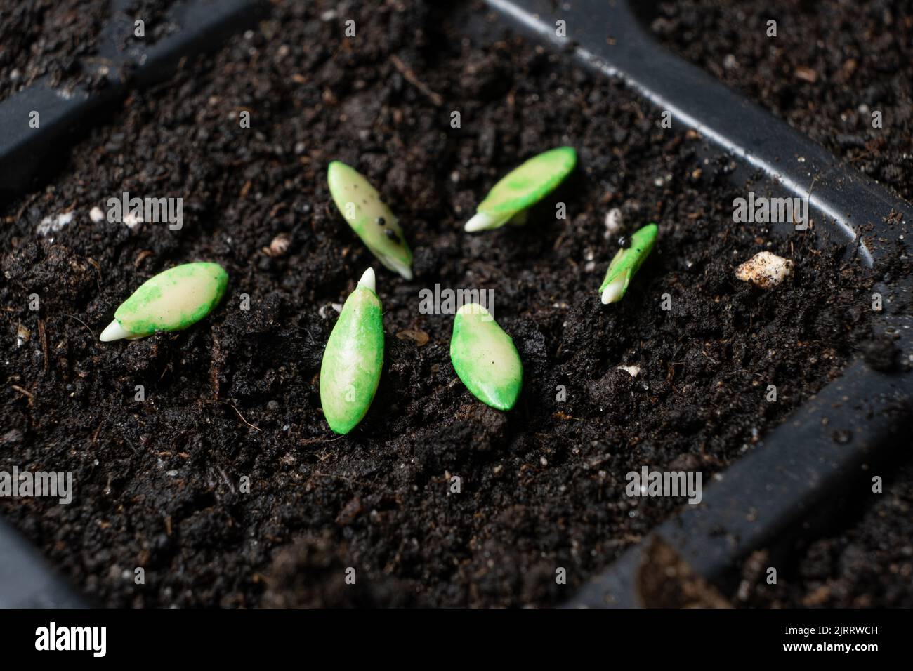 Growing cucumbers from seeds. Step 3 - planting in the ground Stock ...
