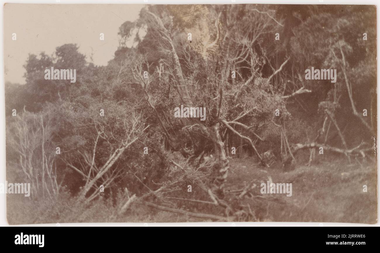 A little bit of bush at Paekakariki., 1920s to 1930s, New Zealand, by ...