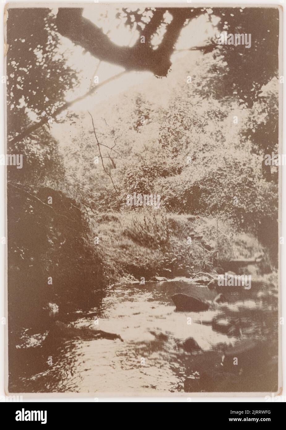 A bit of native bush at Paekakariki., 1920s to 1930s, New Zealand, by ...