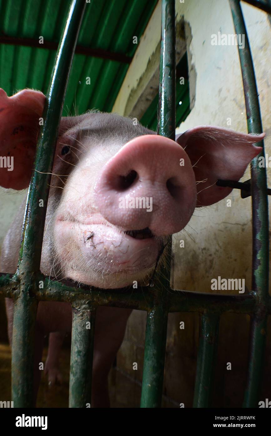 Pig nose face hi-res stock photography and images - Alamy