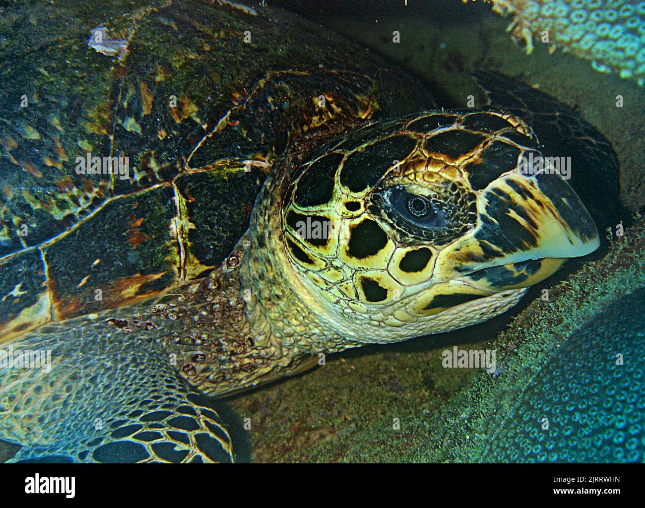 Exotic and endangered hi-res stock photography and images - Alamy