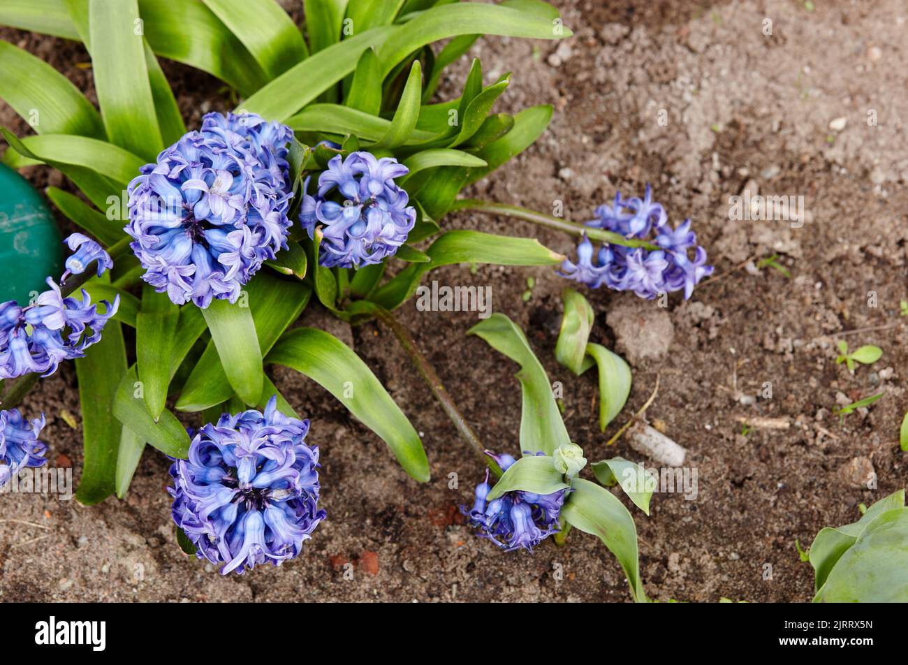 Blue violet hyacinth flowers in the garden. Family name Asparagaceae ...