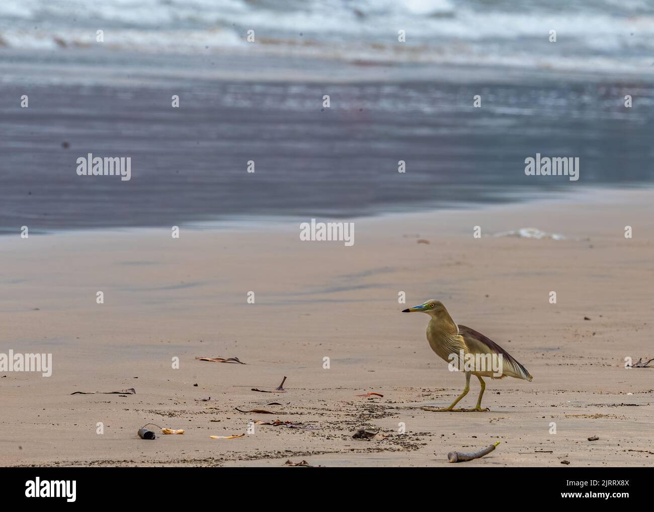 A closeup shot of a pond heron walking on a sand next to the sea Stock ...