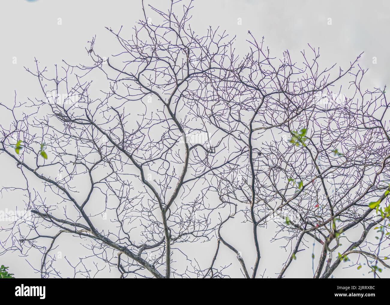 A picturesque shot of tree branches looking like veins against a gray ...