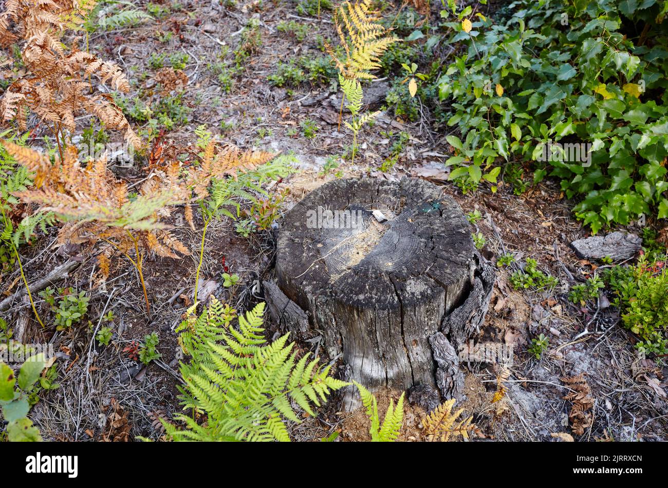 Tree stump in a bright forest. Tree stump after deforestation Stock ... Tree stump in a bright forest. Tree stump after deforestation Stock ...