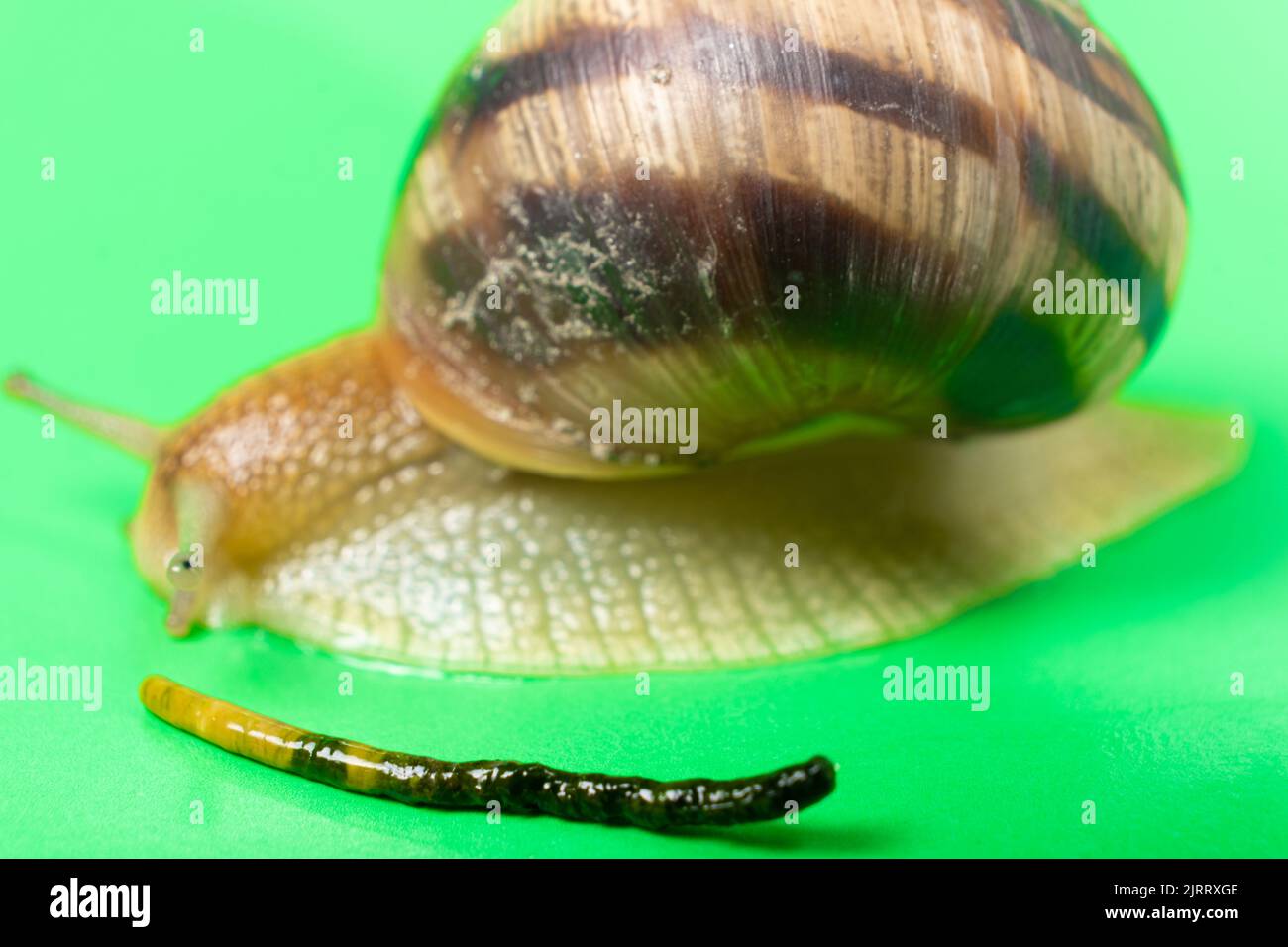 A big garden snail Helix pomatia and its feces on a green background ...