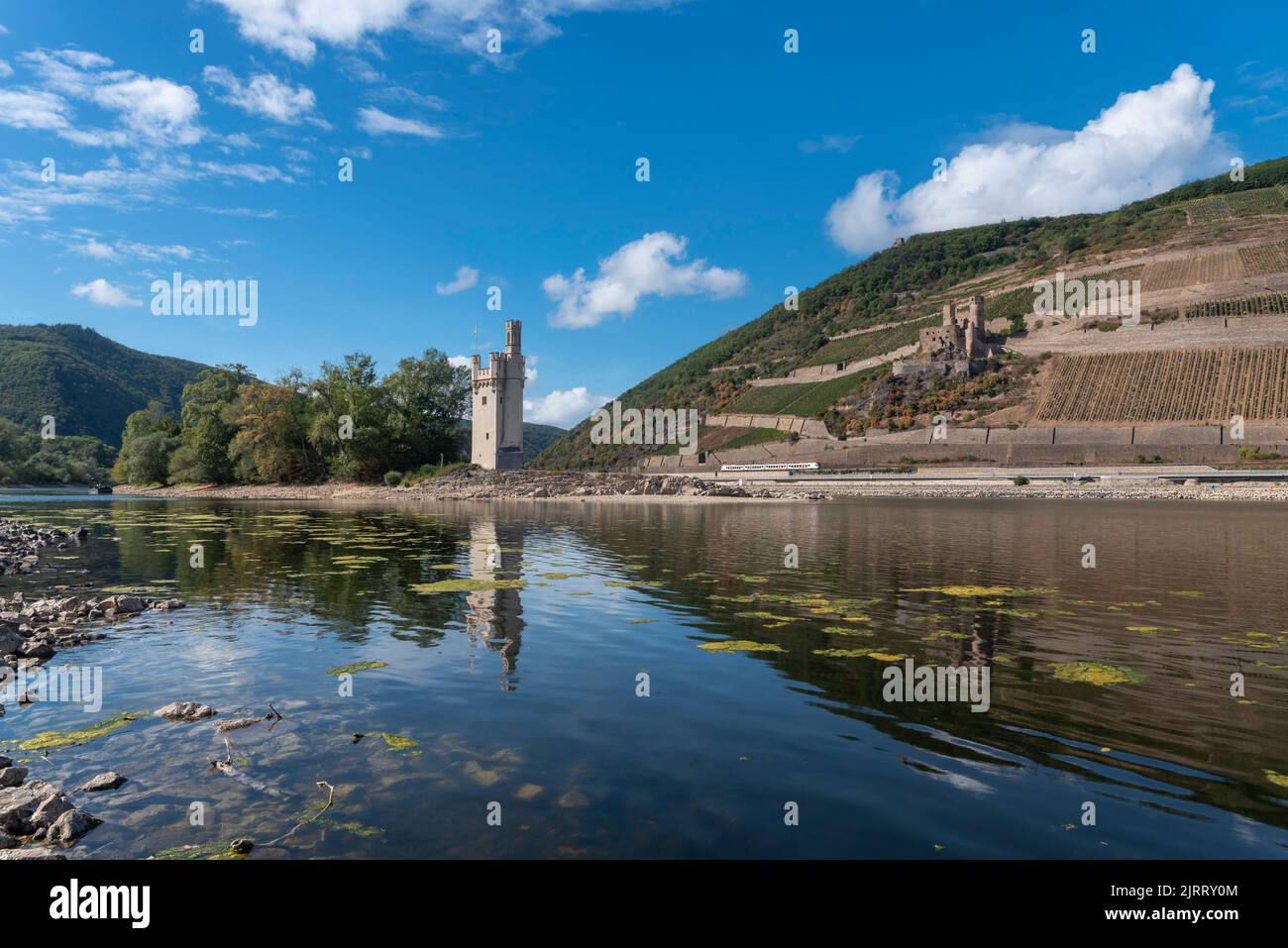 Rhine at extremely low water in drought summer 2022 with Mouse tower ...