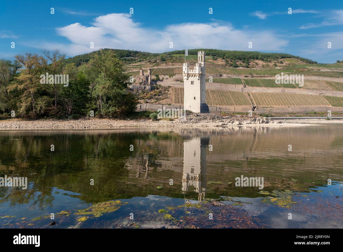Rhine at extremely low water in drought summer 2022 with Mouse tower ...