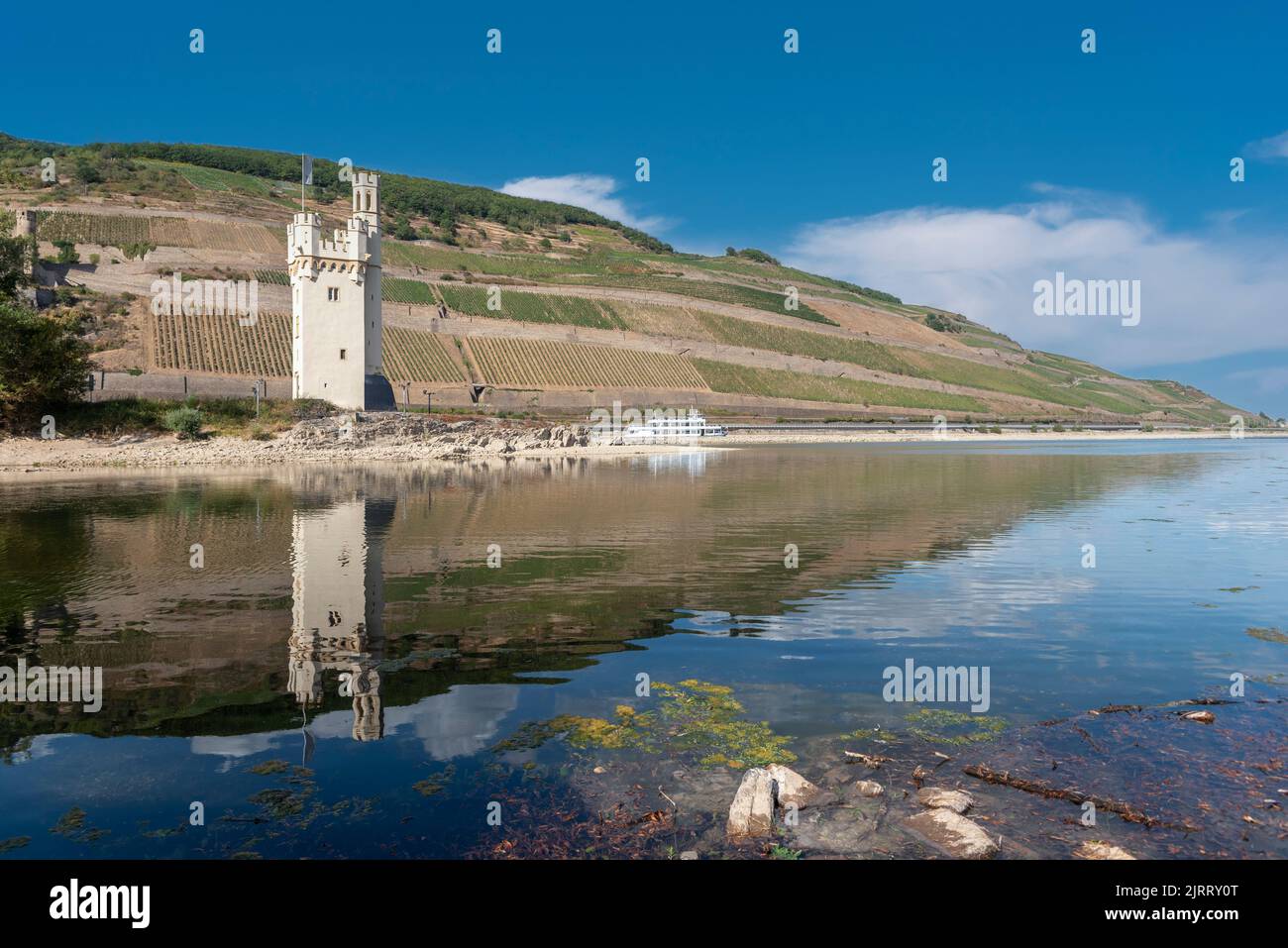 Rhine and Mouse Tower at extremely low water levels in the drought ...
