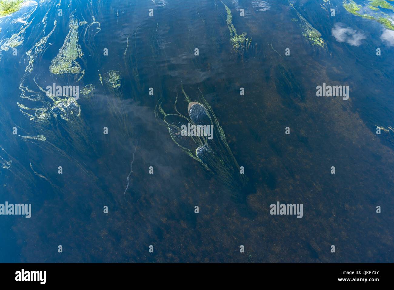 Drought-induced blue-green algae formation in the Nahe-Rhine river ...