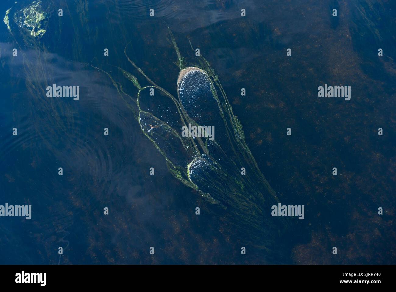 Drought-induced blue-green algae formation in the Nahe-Rhine river ...