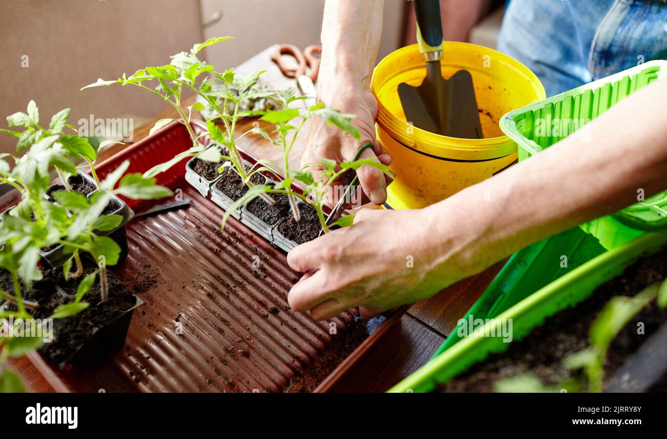 Old man gardening in home greenhouse. Men's hands planting tomato ...